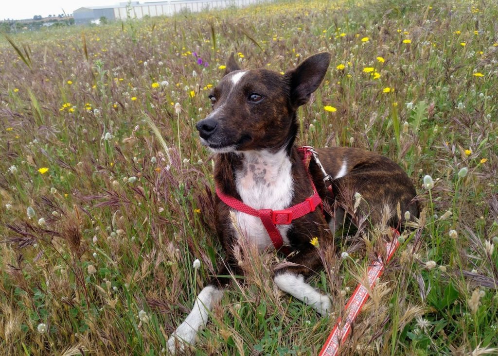 Pincho - SOS Animals