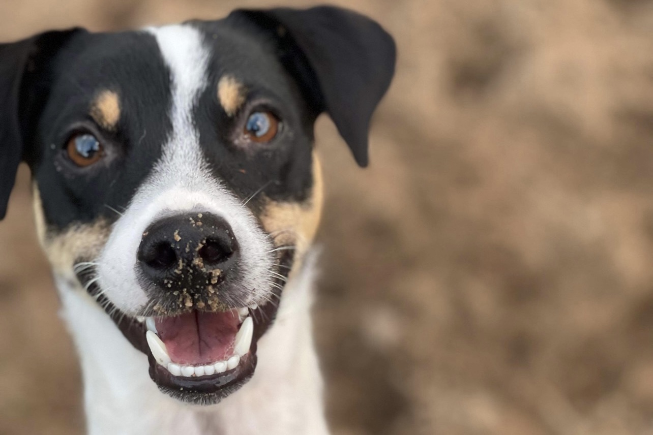 Timón - SOS Animals