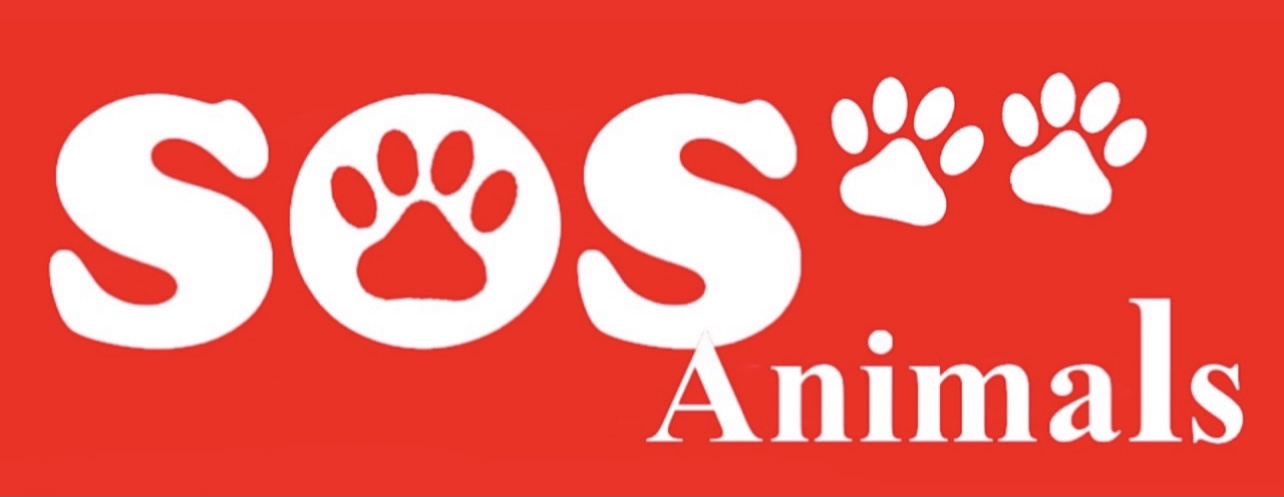 SOS Animals - Alla hundar har rätt till ett kärleksfullt hem!